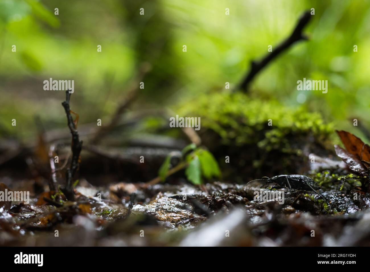 Carabus variolosus nodulosus - Grubenlaufkäfer, Germany (Bavaria ...