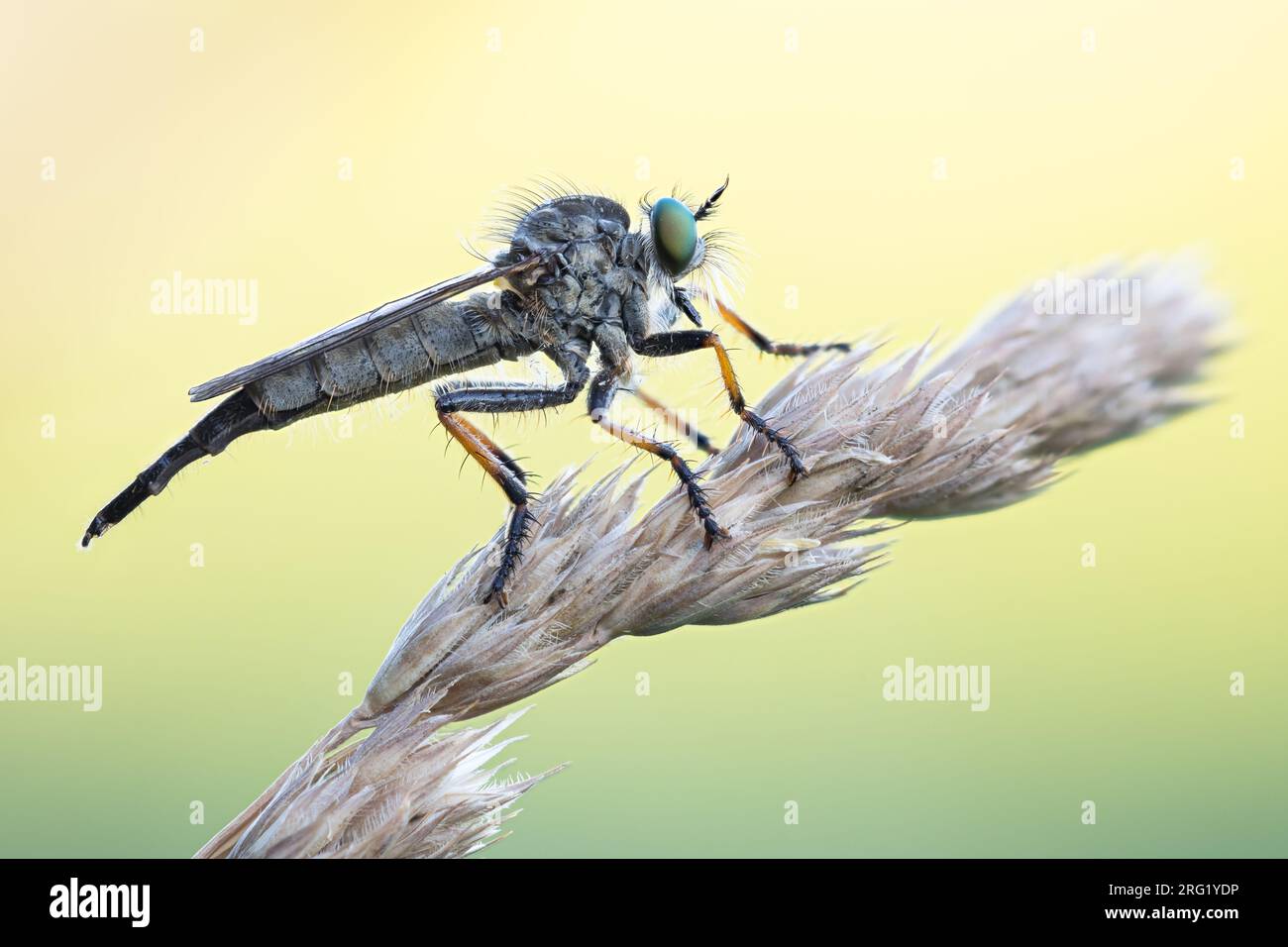 Cothurnatus hi-res stock photography and images - Alamy