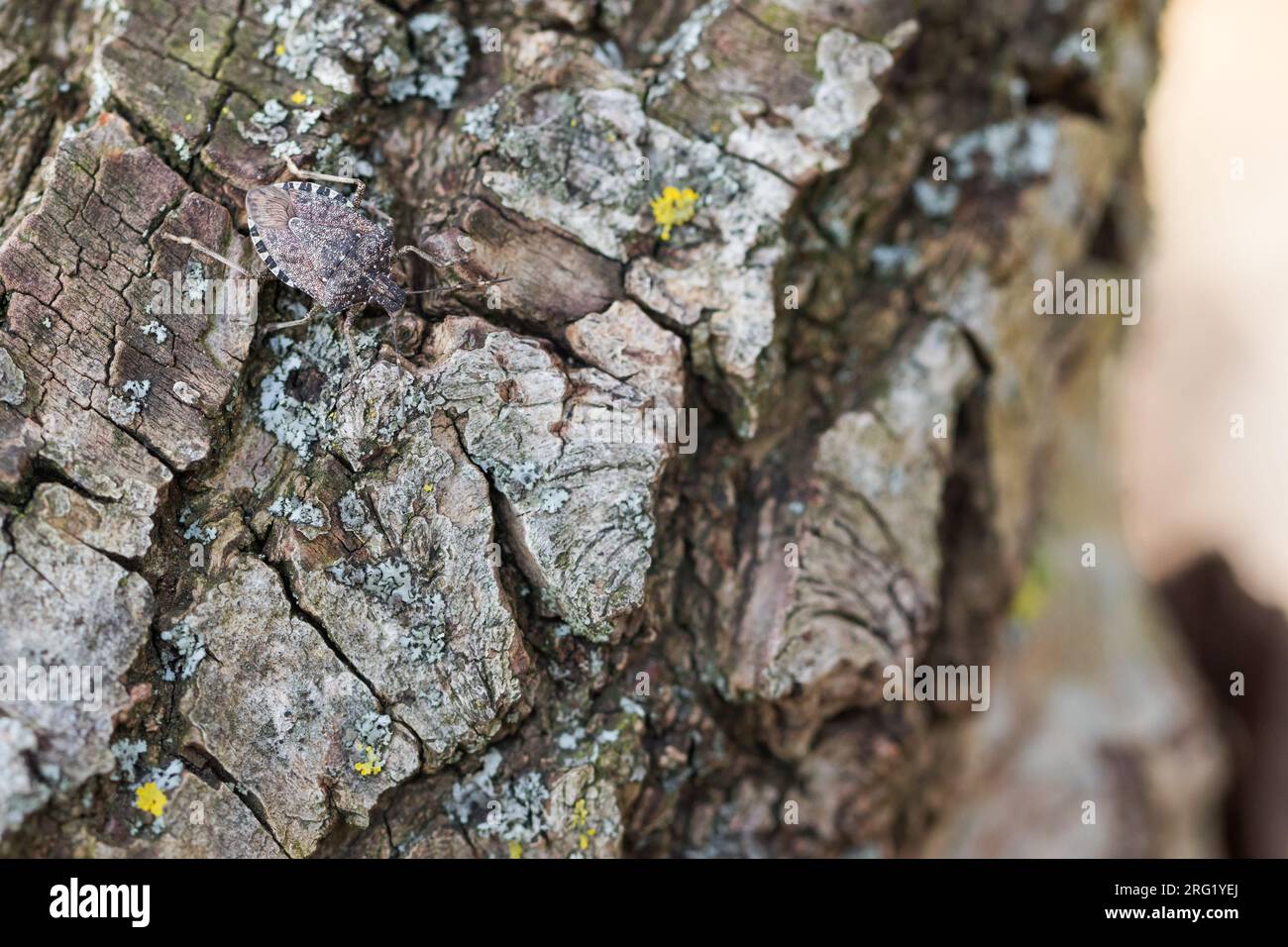 Halyomorpha halys - Brown marmorated stink bug - Marmorierte Baumwanze ...