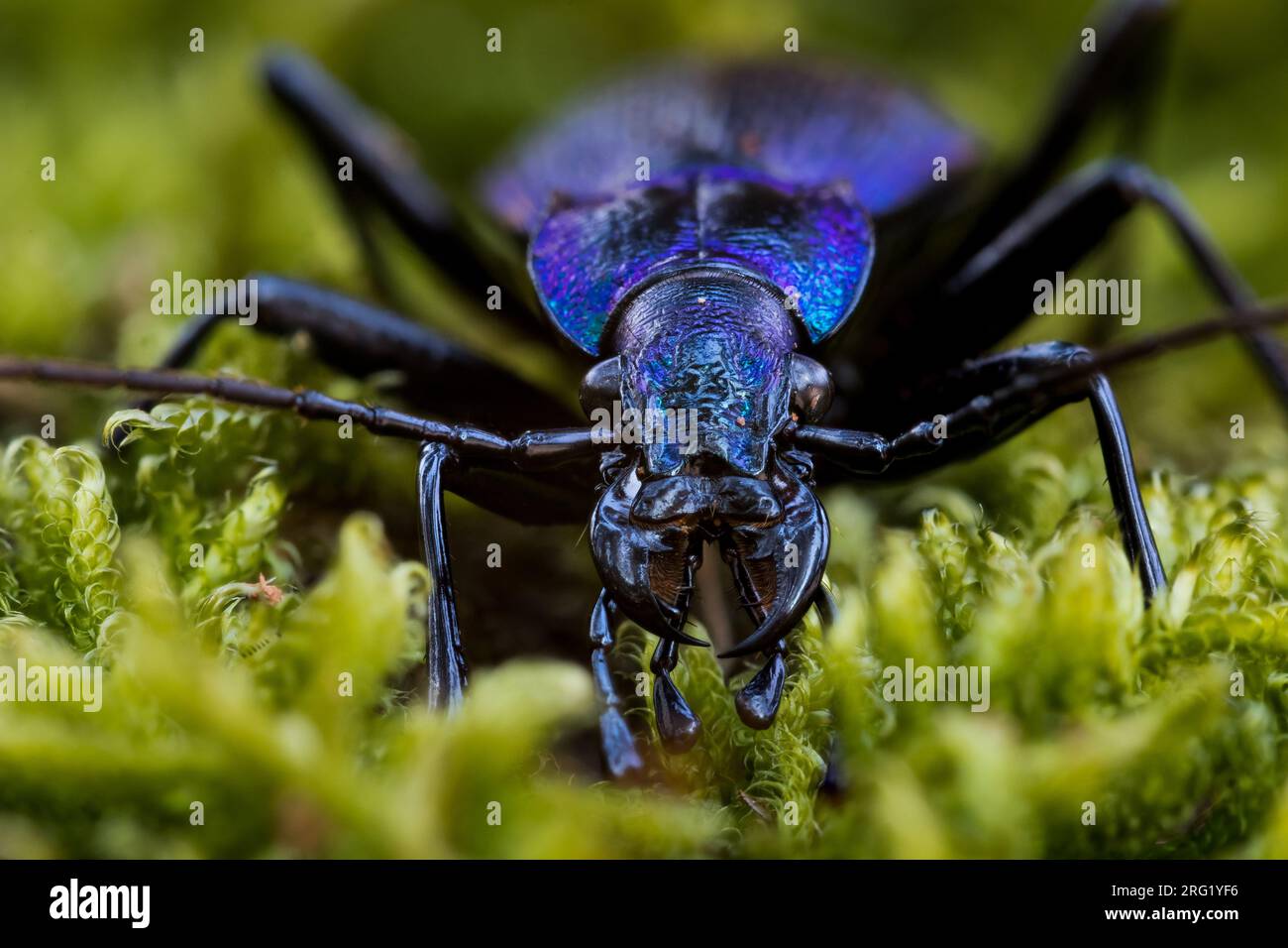 Carabus intricatus - Blue ground beetle - Dunkelblauer Laufkäfer ...