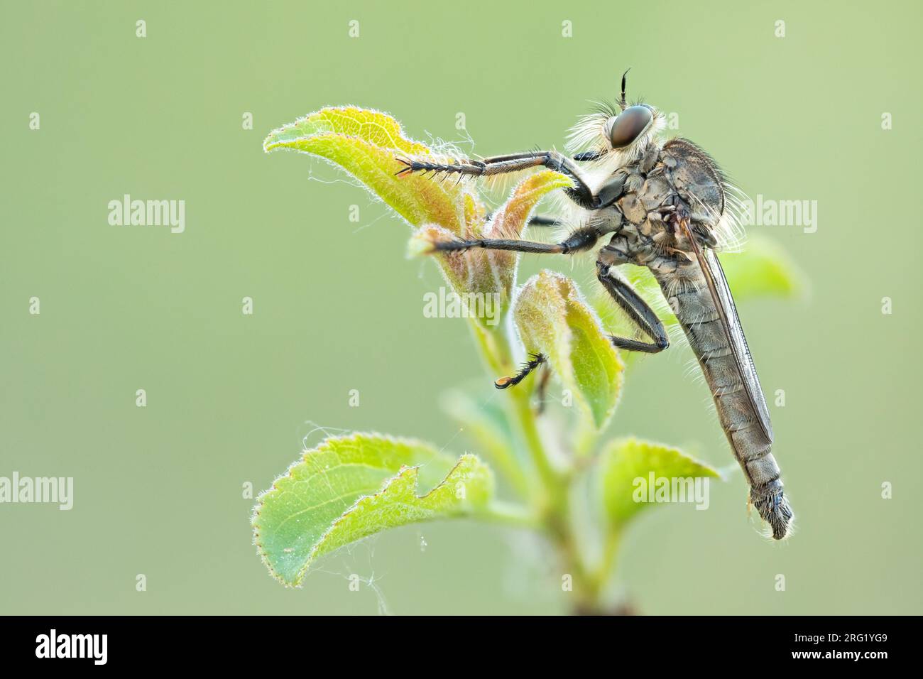 Machimus rusticus - Schlichte Raubfliege, Germany (Baden-Württemberg ...