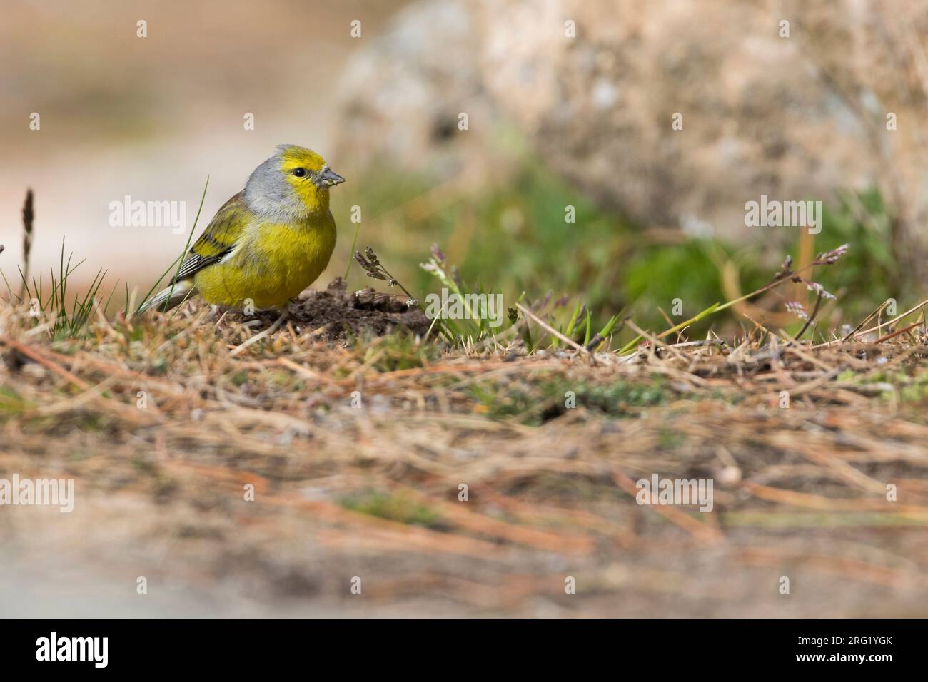 Corsican finch hi-res stock photography and images - Alamy