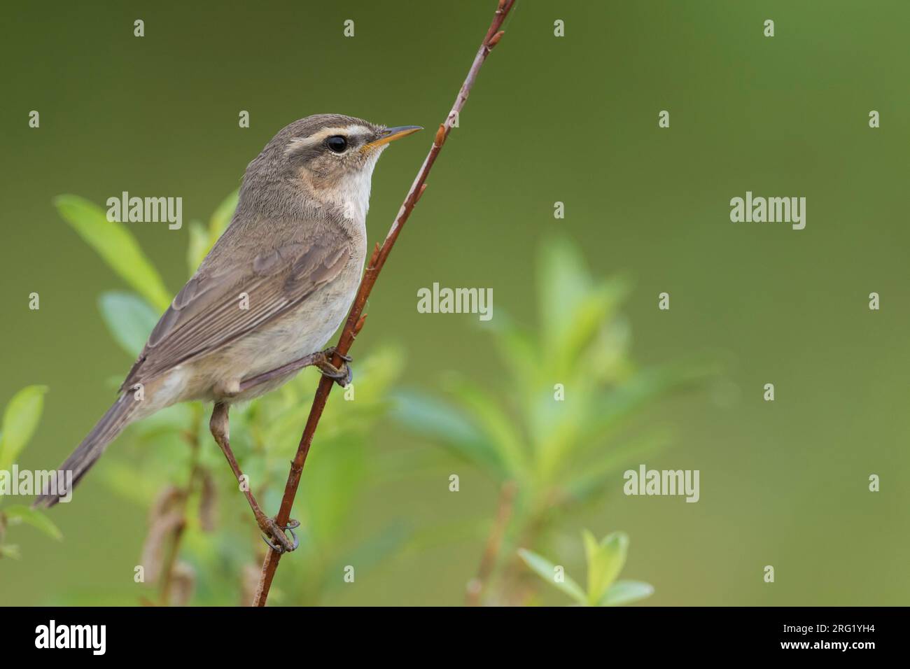 Dusky Warbler - Dunkellaubsänger -Phylloscopus fuscatus fuscatus ...