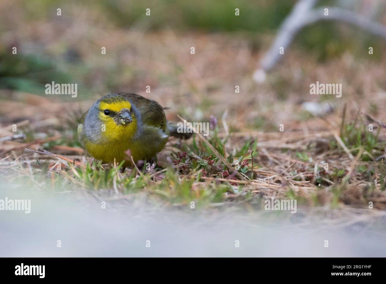 Corsican finch hi-res stock photography and images - Alamy