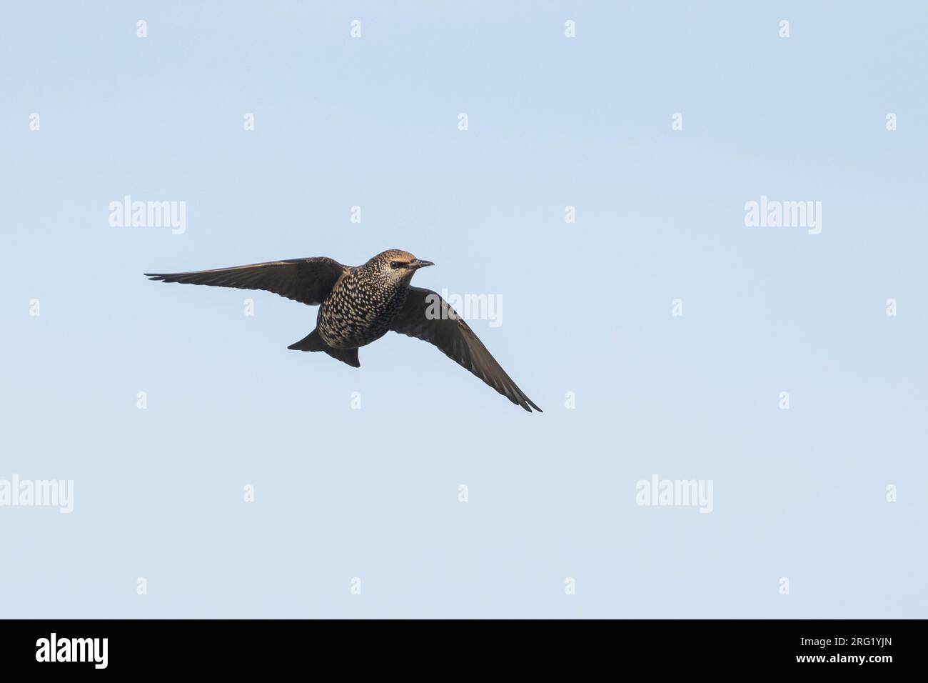 Common Starling - Star - Sturnus vulgaris vulgaris, Germany, adult ...