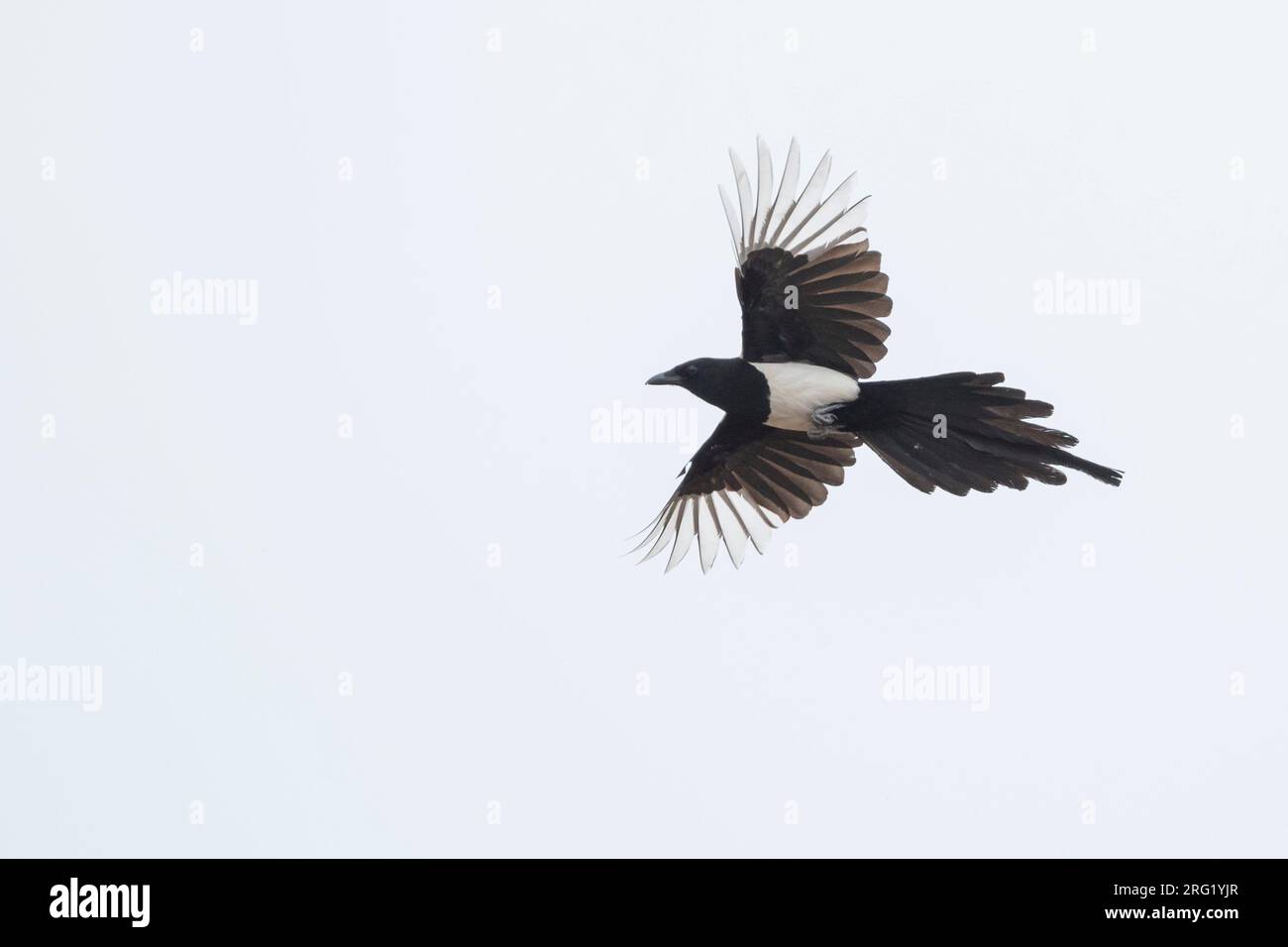 Eurasian Magpie - Elster - Pica pica ssp. leucoptera, Russia (Baikal ...