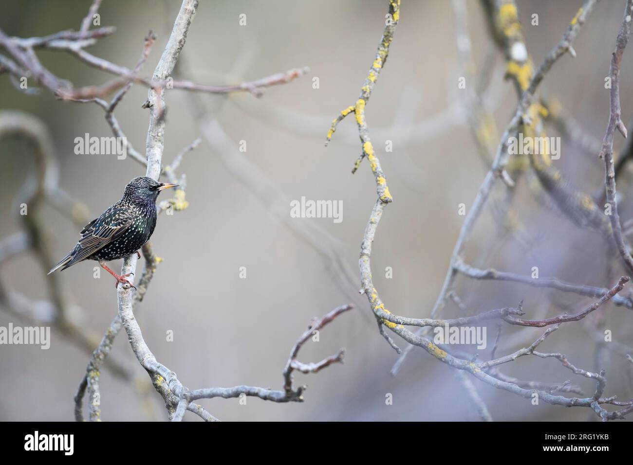 Common Starling - Star - Sturnus vulgaris vulgaris, Germany, adult ...