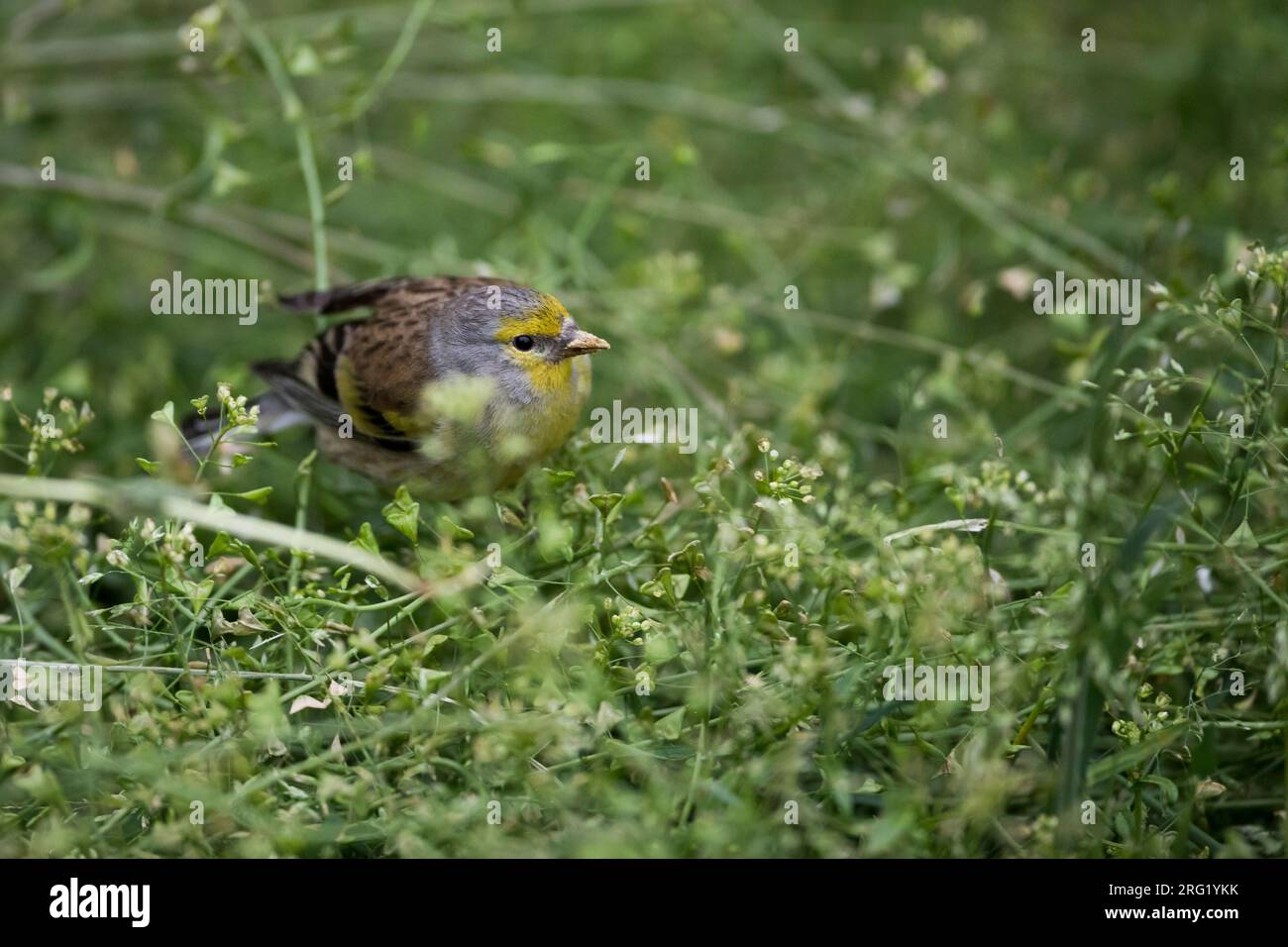 Corsican Finch - Korsengirlitz - Carduelis corsicana, France (Corsica ...