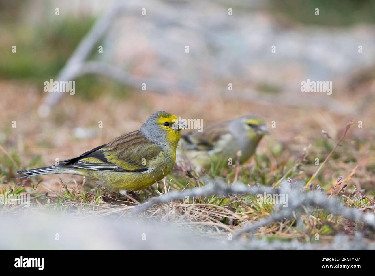 Corsican Finch - Korsengirlitz - Carduelis corsicana, France (Corsica ...