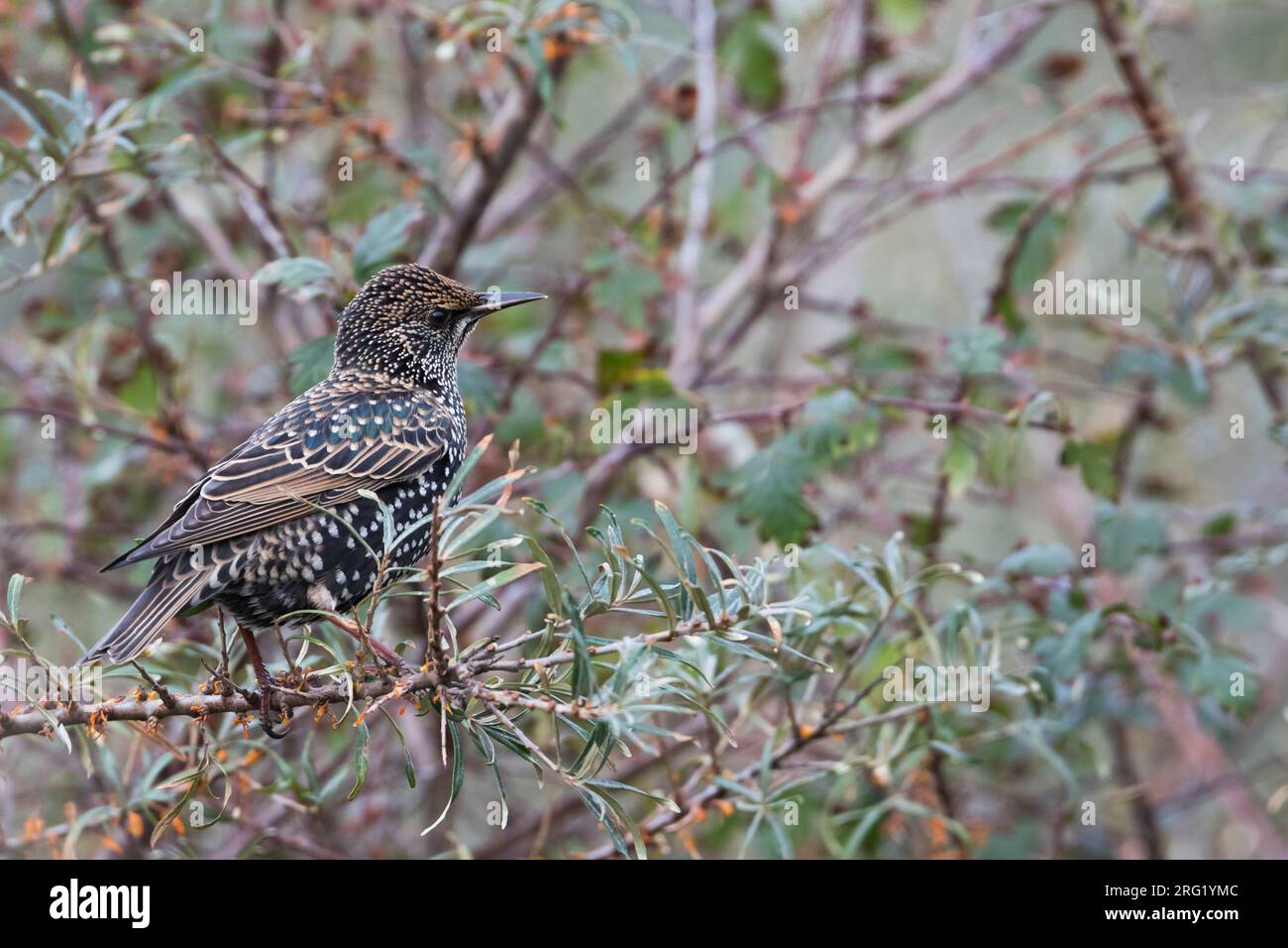 Common Starling - Star - Sturnus vulgaris vulgaris, Germany, adult ...