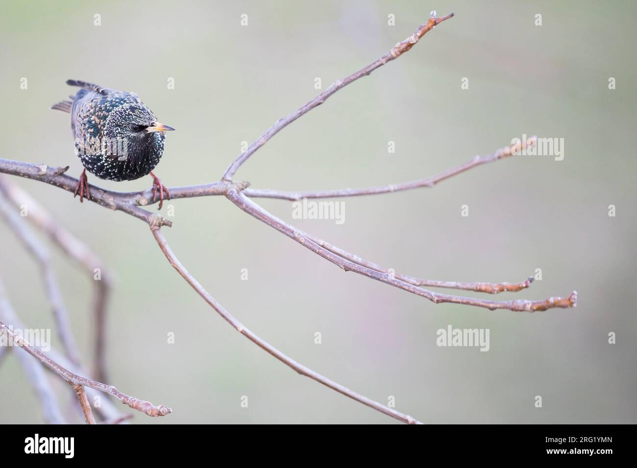Common Starling - Star - Sturnus vulgaris vulgaris, Germany, adult ...