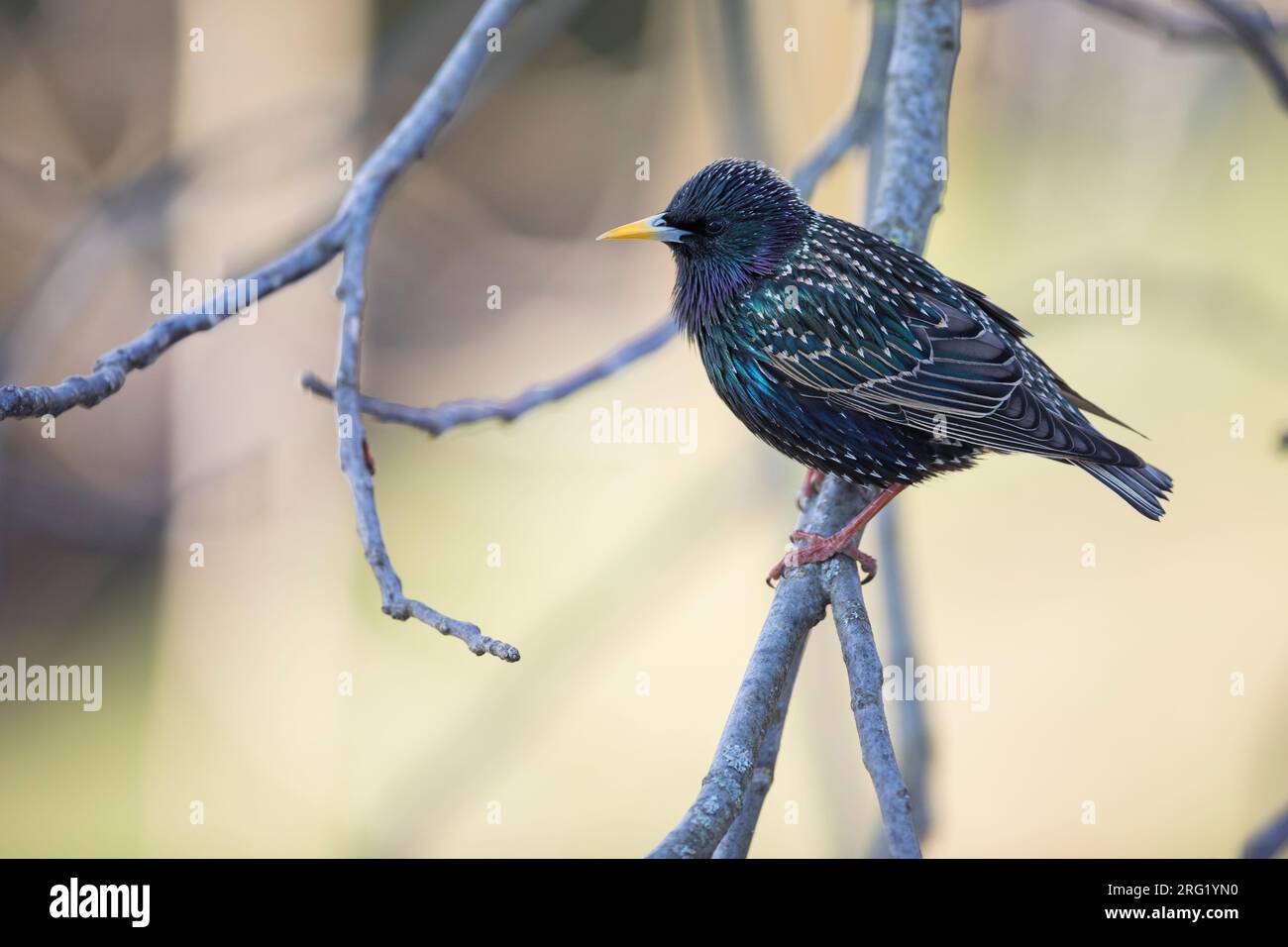 Common Starling - Star - Sturnus vulgaris vulgaris, Germany, adult ...