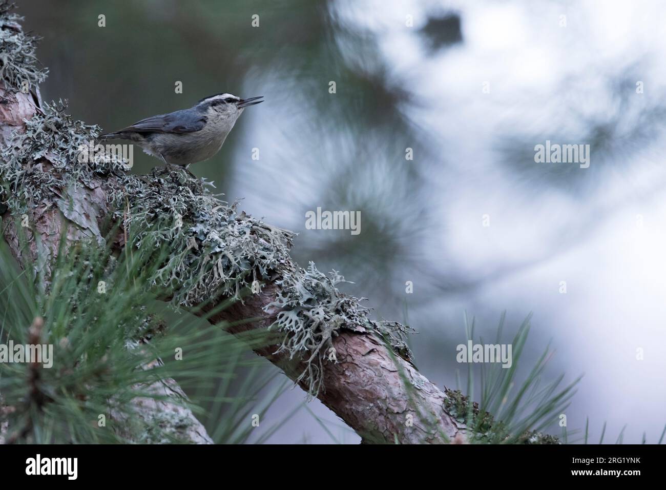 Korsenkleiber hi-res stock photography and images - Alamy