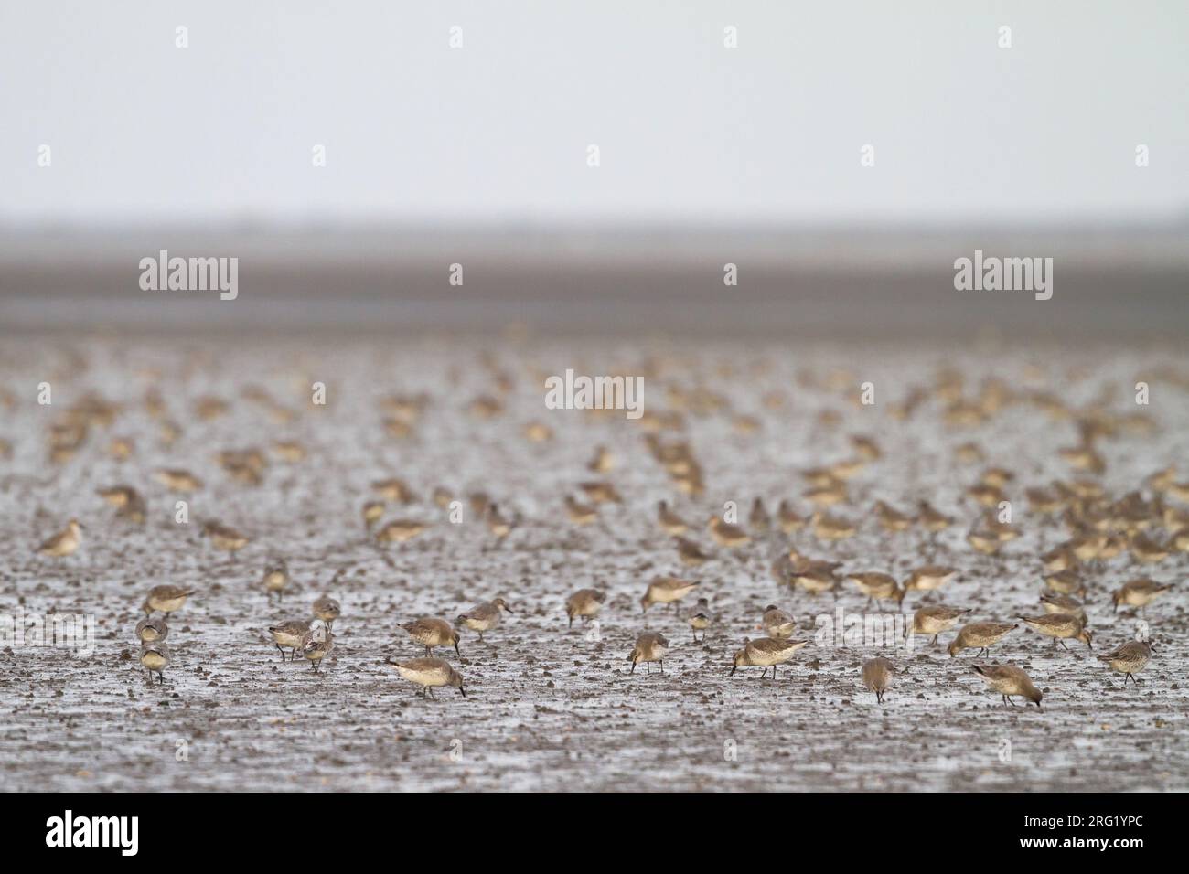 Groep Kanoeten in de Waddenzee; Flock of Red Knots (Calidris canutus ...