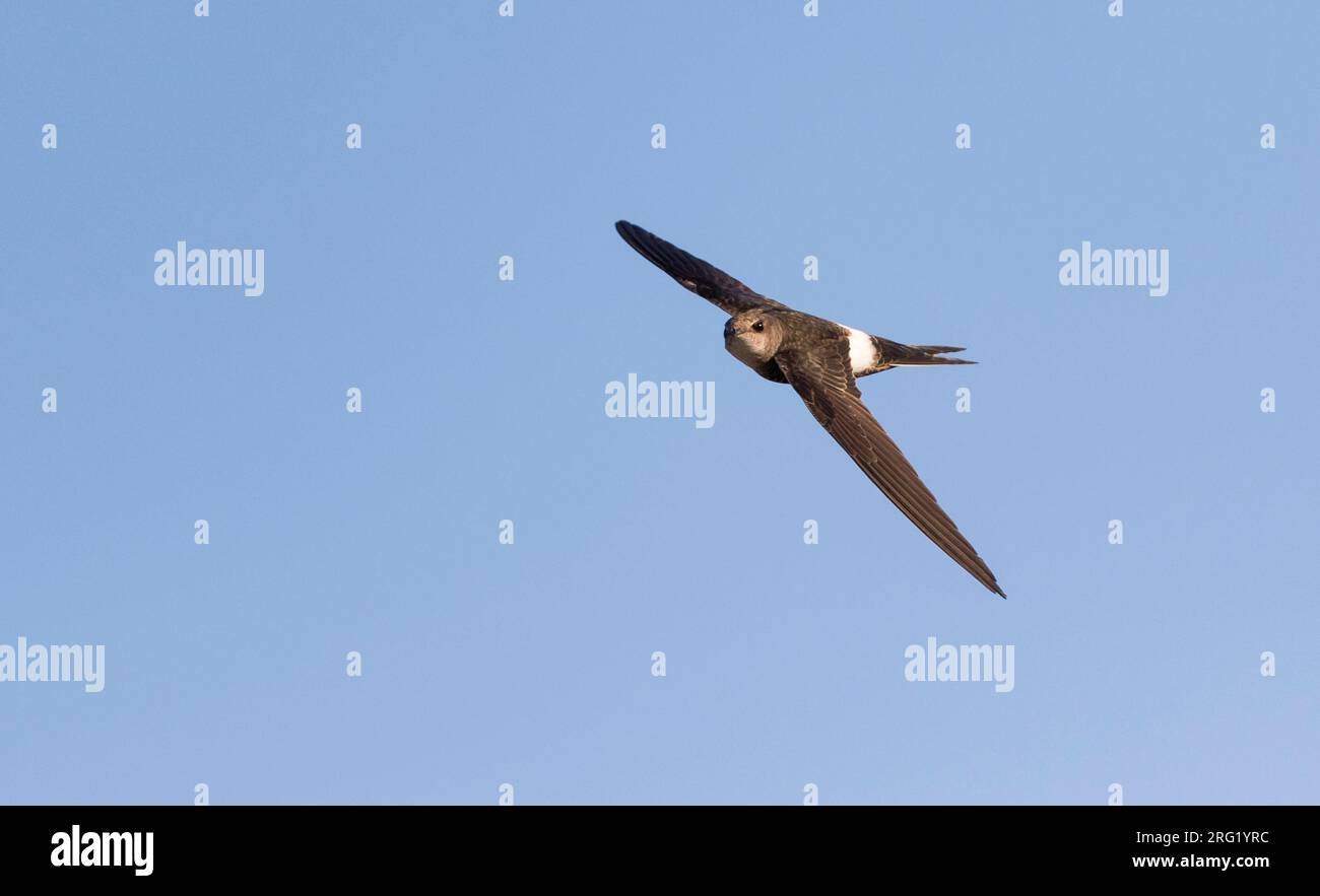 Vliegende Siberische Gierzwaluw; Pacific Swift (Apus pacificus) in ... Vliegende Siberische Gierzwaluw; Pacific Swift (Apus pacificus) in ...