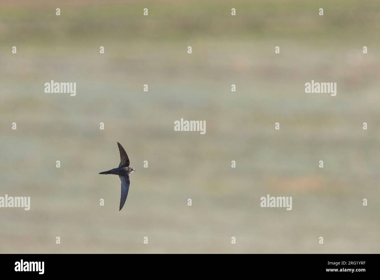 Vliegende Siberische Gierzwaluw; Pacific Swift (Apus pacificus) in ...