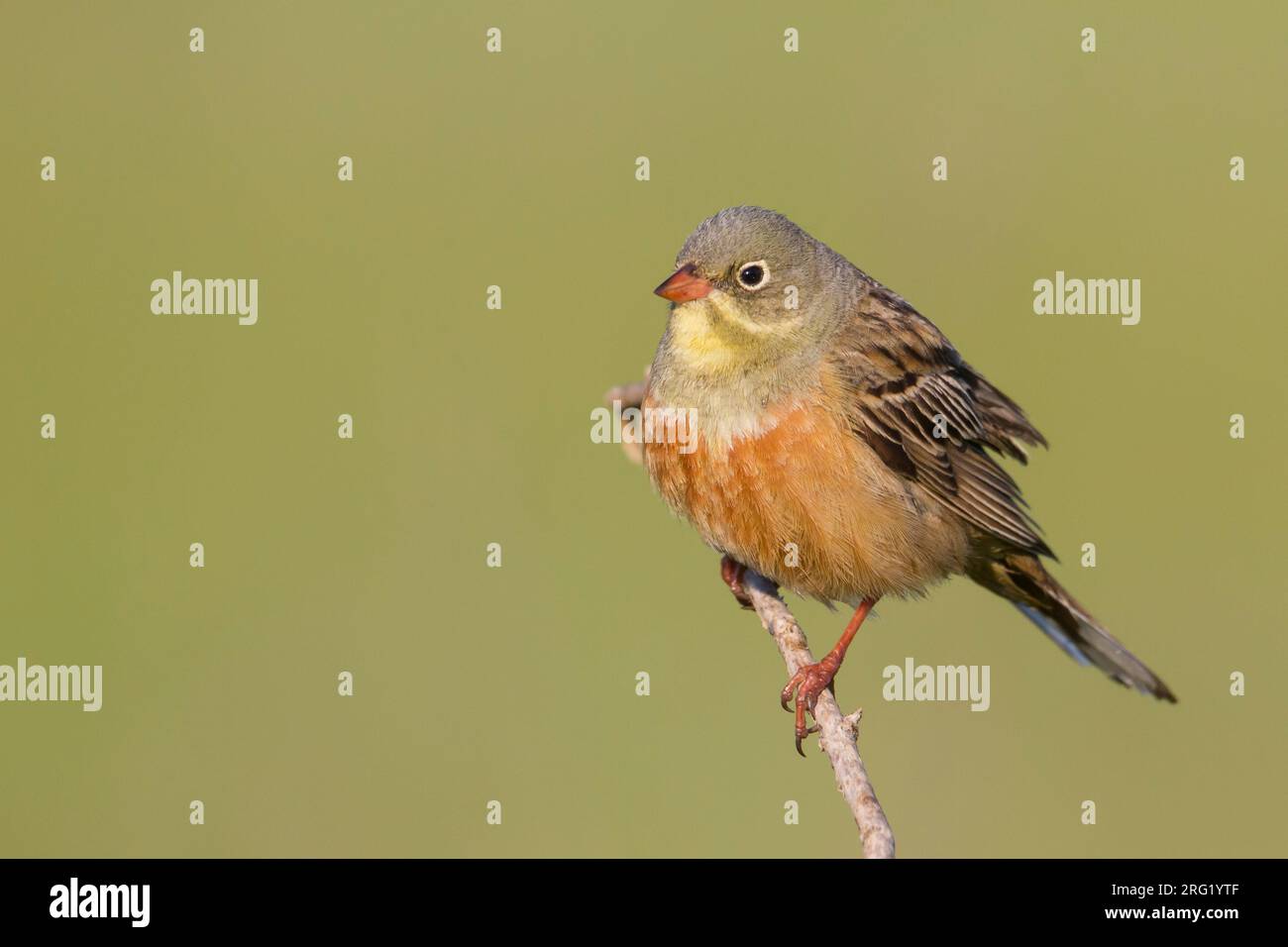 Der ortolan hi-res stock photography and images - Alamy