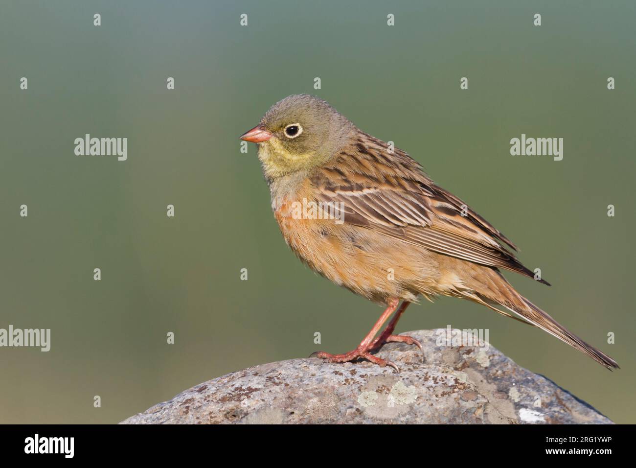 Ortolan Bunting - Ortolan - Emberiza hortulana, Kazakhstan, adult male ...