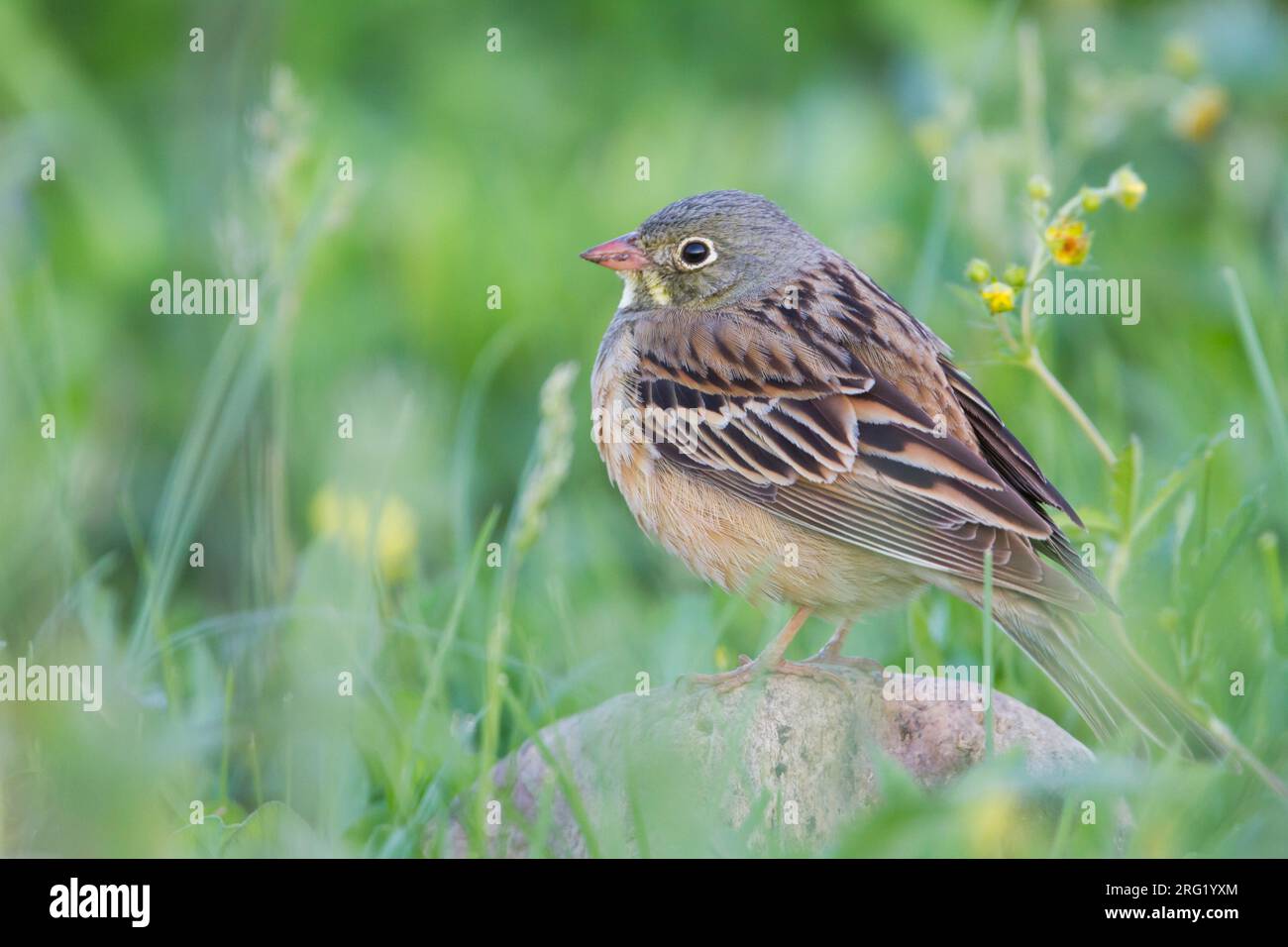 Ortolan Bunting - Ortolan - Emberiza hortulana, Kazakhstan, adult male ...