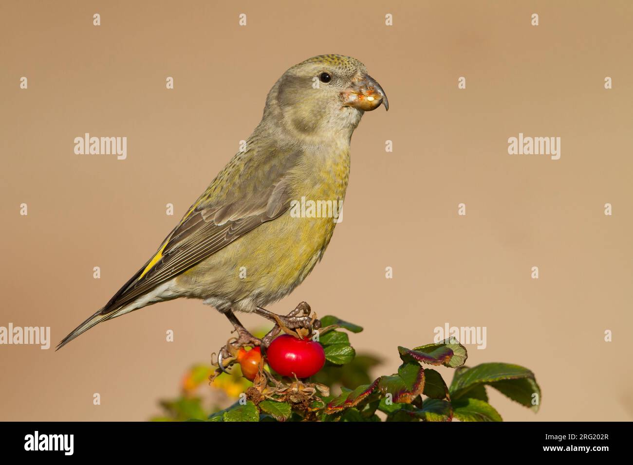Parrot Crossbill - Kiefernkreuzschnabel - Loxia pytyopsittacus, Germany ...