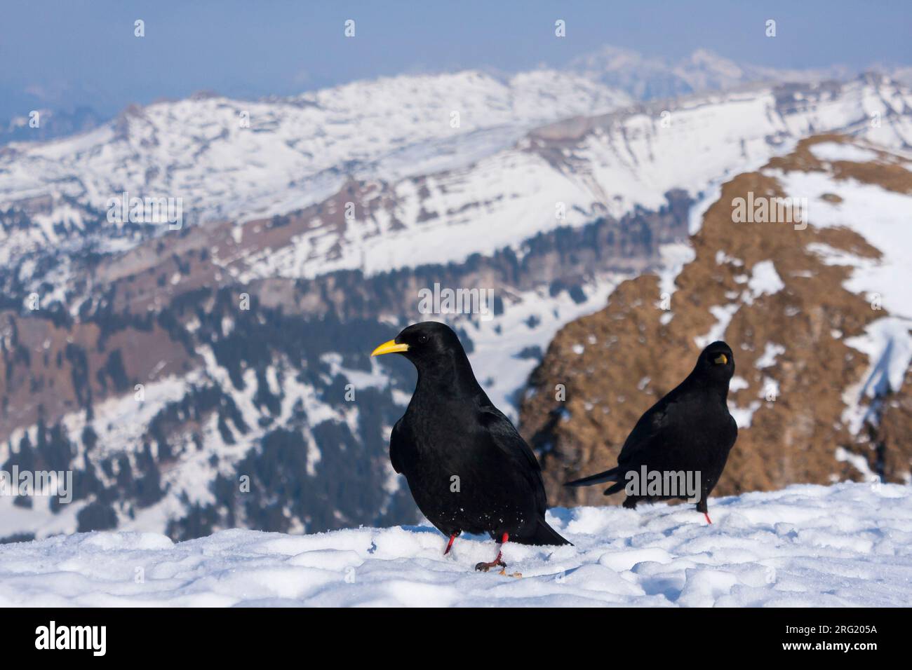 Alpine Chough - Alpendohle - Pyrrhocorax graculus ssp. graculus ...