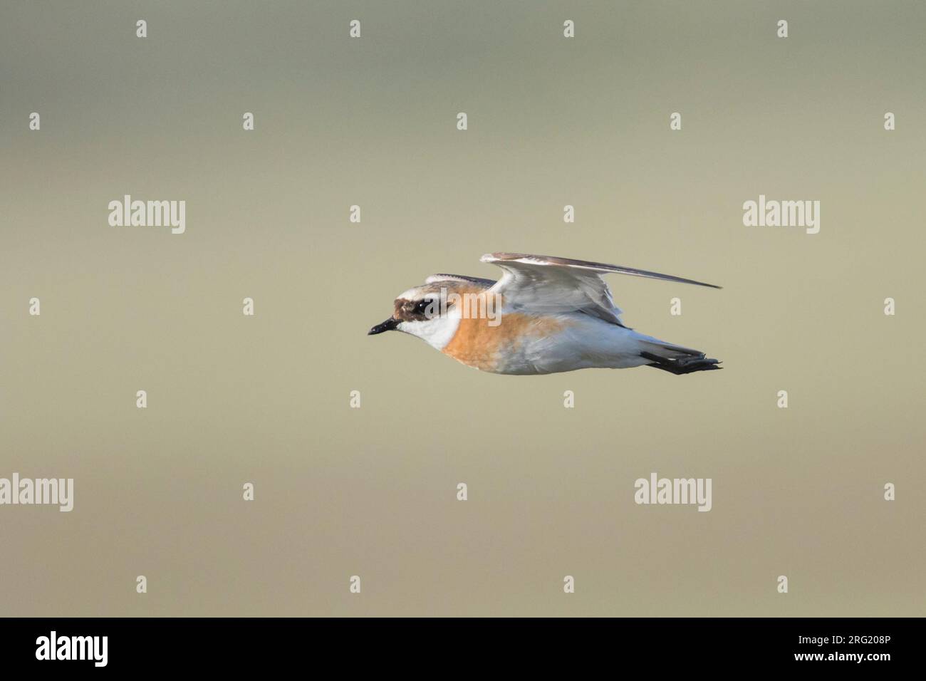 Lesser Sand Plover - Mongolenregenpfeifer - Charadrius mongolus ssp ...