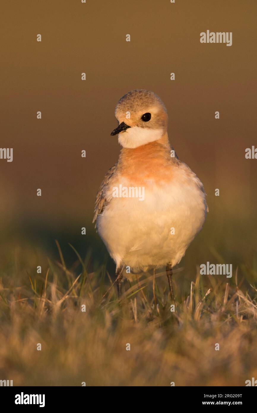 Lesser Sand Plover - Mongolenregenpfeifer - Charadrius mongolus ssp ...
