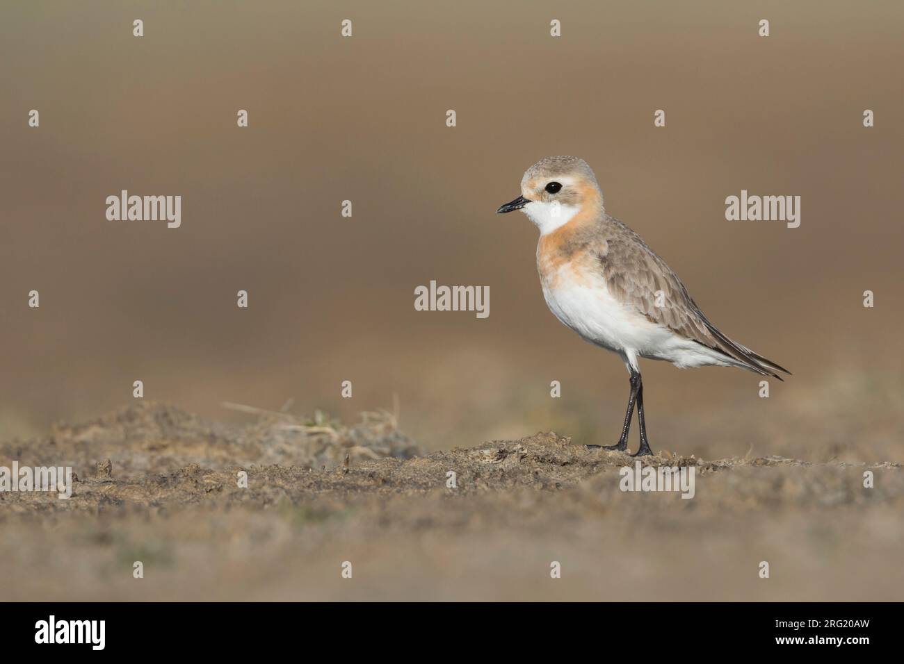 Lesser Sand Plover - Mongolenregenpfeifer - Charadrius mongolus ssp ...
