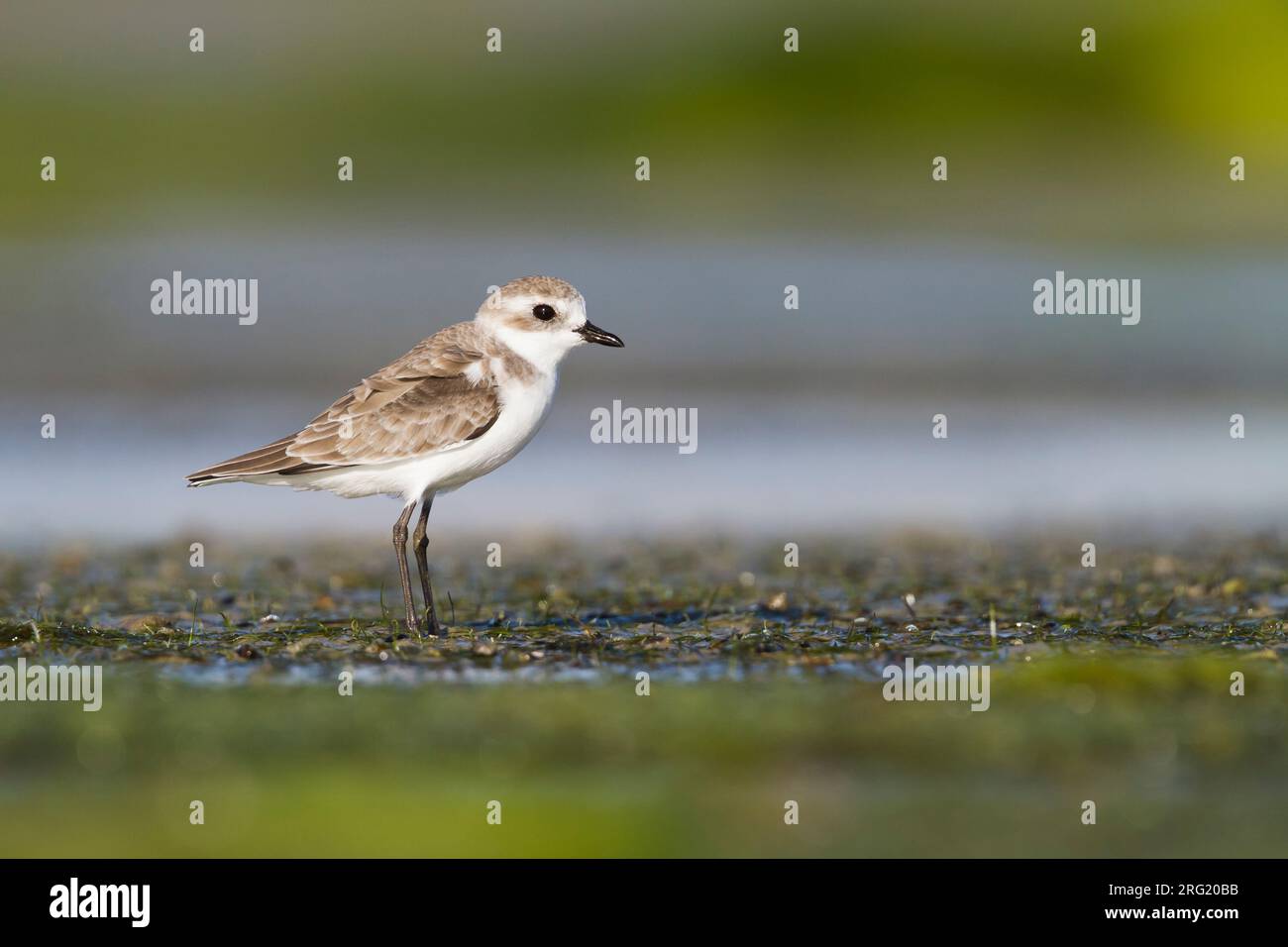 Lesser Sand Plover - Mongolenregenpfeifer - Charadrius mongolus, Oman ...