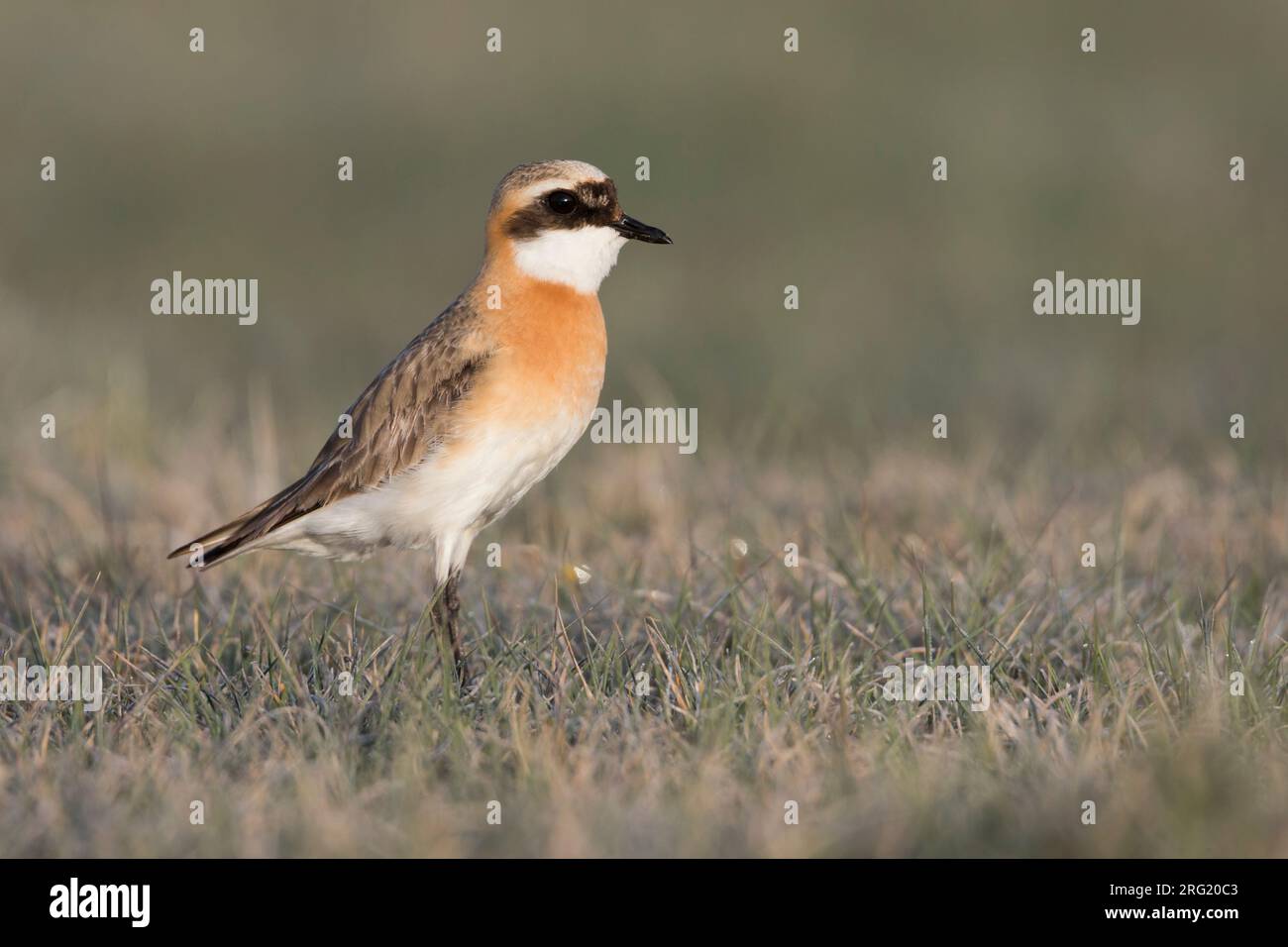 Lesser Sand Plover - Mongolenregenpfeifer - Charadrius mongolus ssp ...
