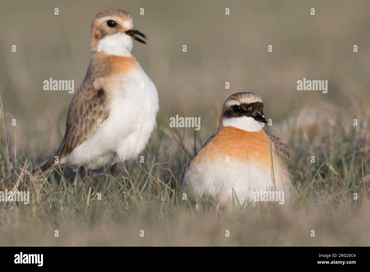 Lesser Sand Plover - Mongolenregenpfeifer - Charadrius mongolus ssp ...