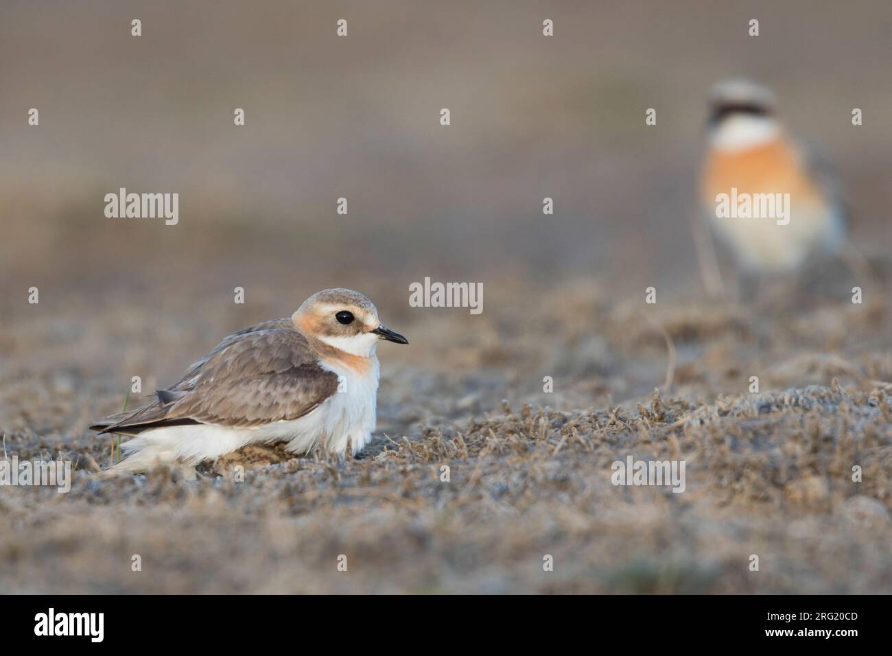 Lesser Sand Plover - Mongolenregenpfeifer - Charadrius mongolus ssp ...