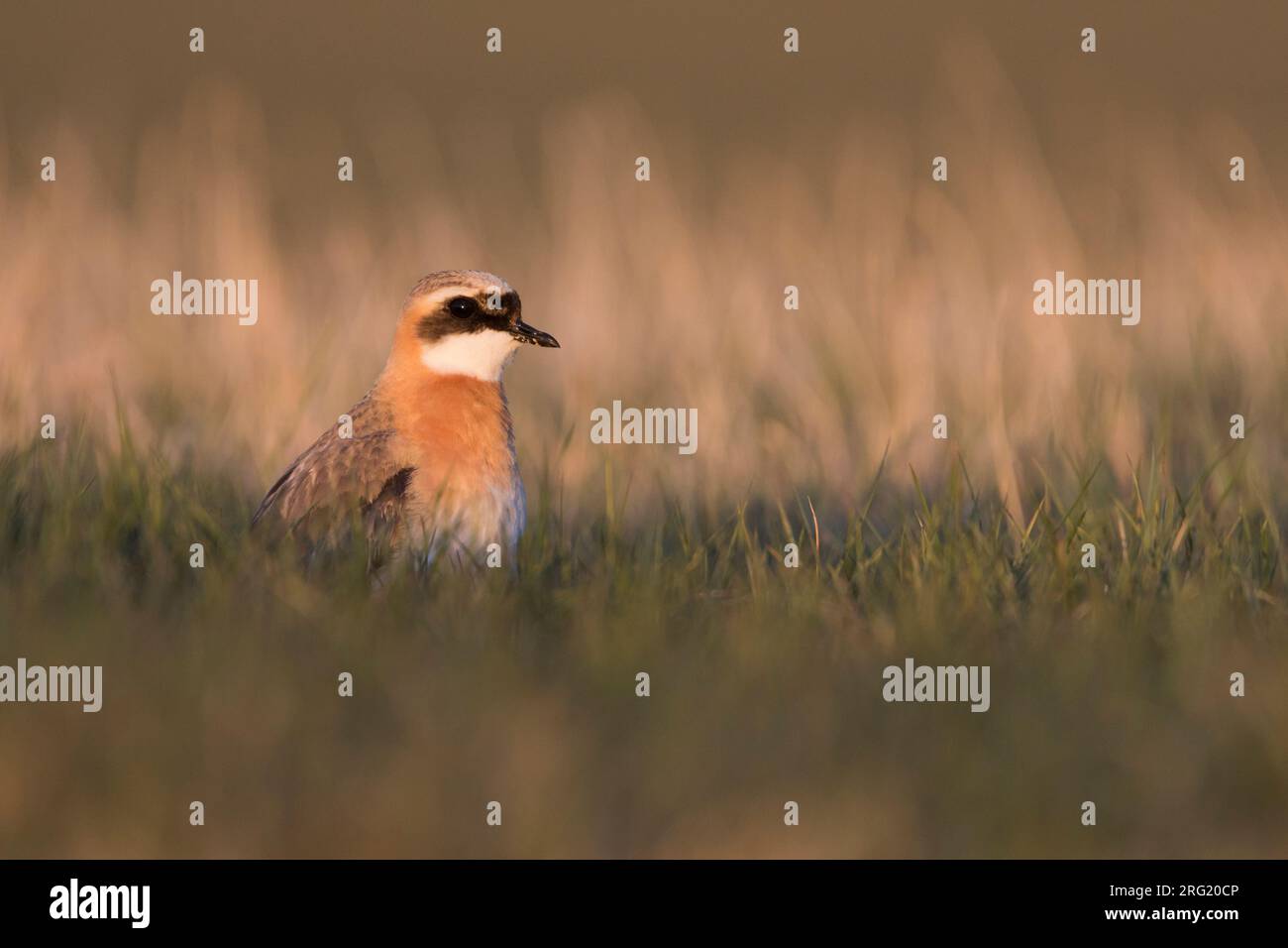 Lesser Sand Plover - Mongolenregenpfeifer - Charadrius mongolus ssp ...
