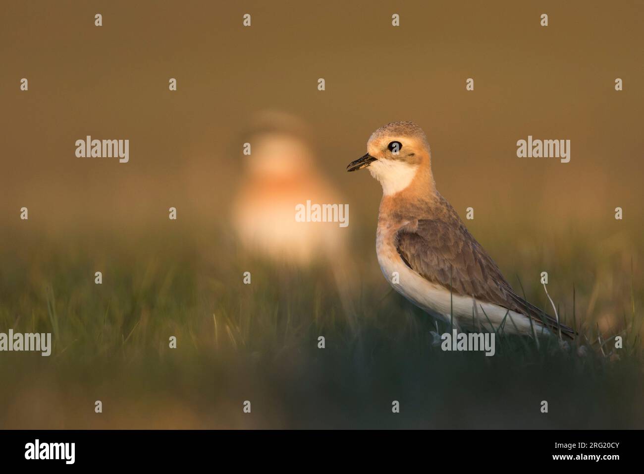 Lesser Sand Plover - Mongolenregenpfeifer - Charadrius mongolus ssp ...