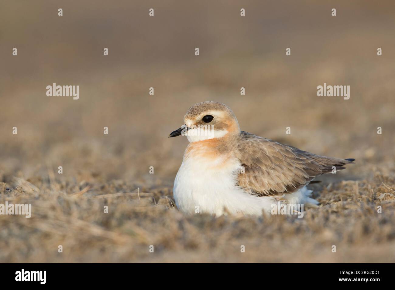 Lesser Sand Plover - Mongolenregenpfeifer - Charadrius mongolus ssp ...