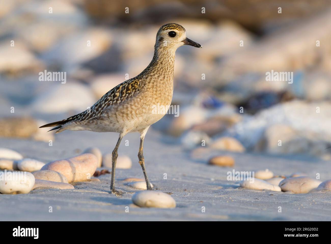 Pacific Golden Plover - Tundra-Goldregenpfeifer - Pluvialis fulva, Oman ...