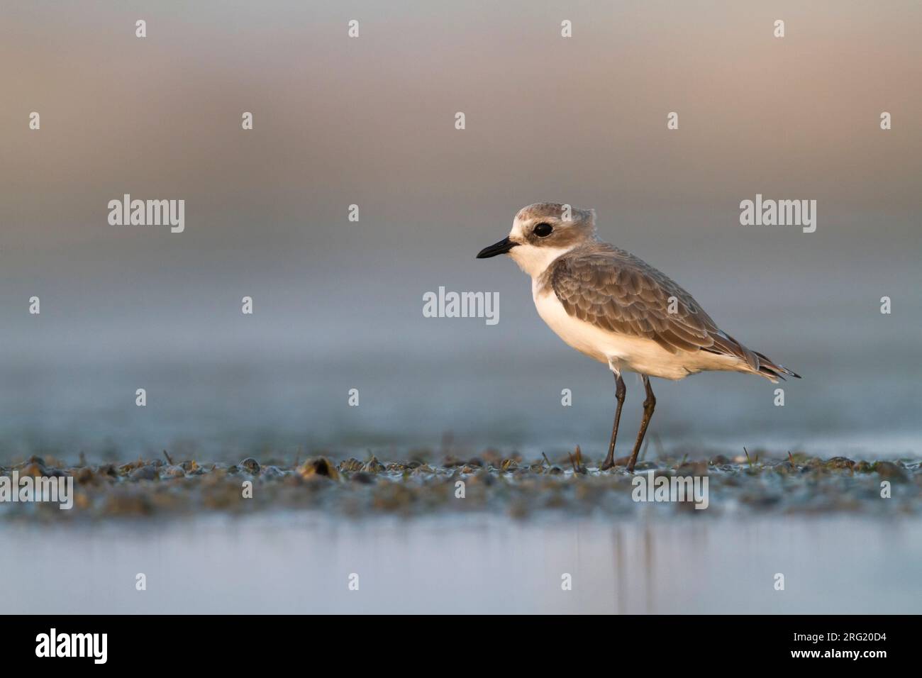 Lesser Sand Plover - Mongolenregenpfeifer - Charadrius mongolus, Oman ...