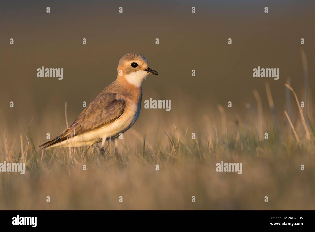 Lesser Sand Plover - Mongolenregenpfeifer - Charadrius mongolus ssp ...