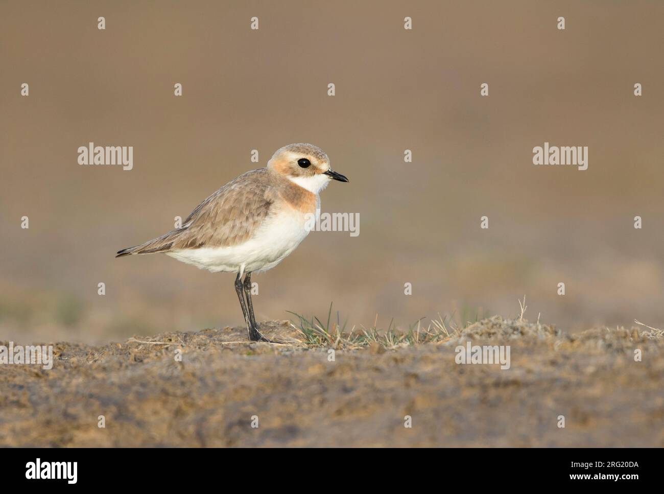 Lesser Sand Plover - Mongolenregenpfeifer - Charadrius mongolus ssp ...
