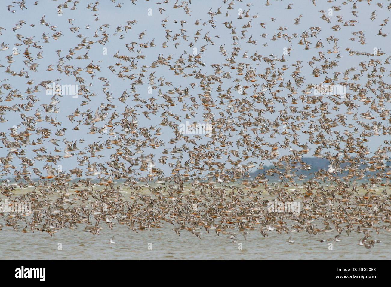 Red Knot - Knutt - Calidris canutus, Germany Stock Photo - Alamy