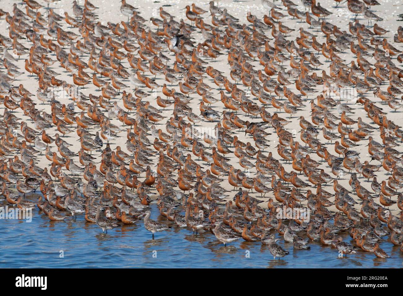 Red Knot - Knutt - Calidris canutus, Germany Stock Photo - Alamy
