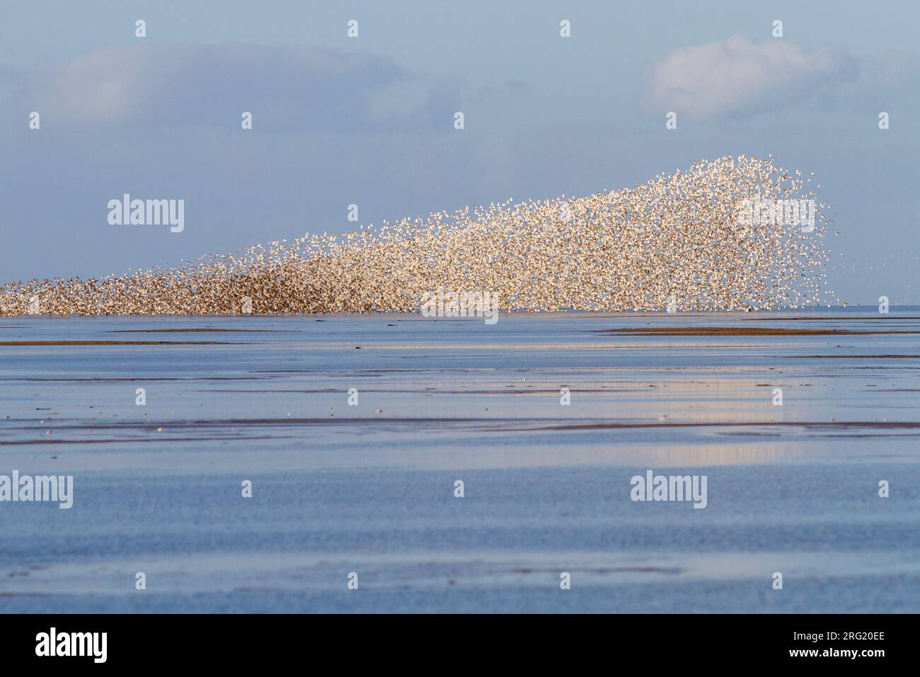 Red Knot - Knutt - Calidris canutus, Germany Stock Photo - Alamy