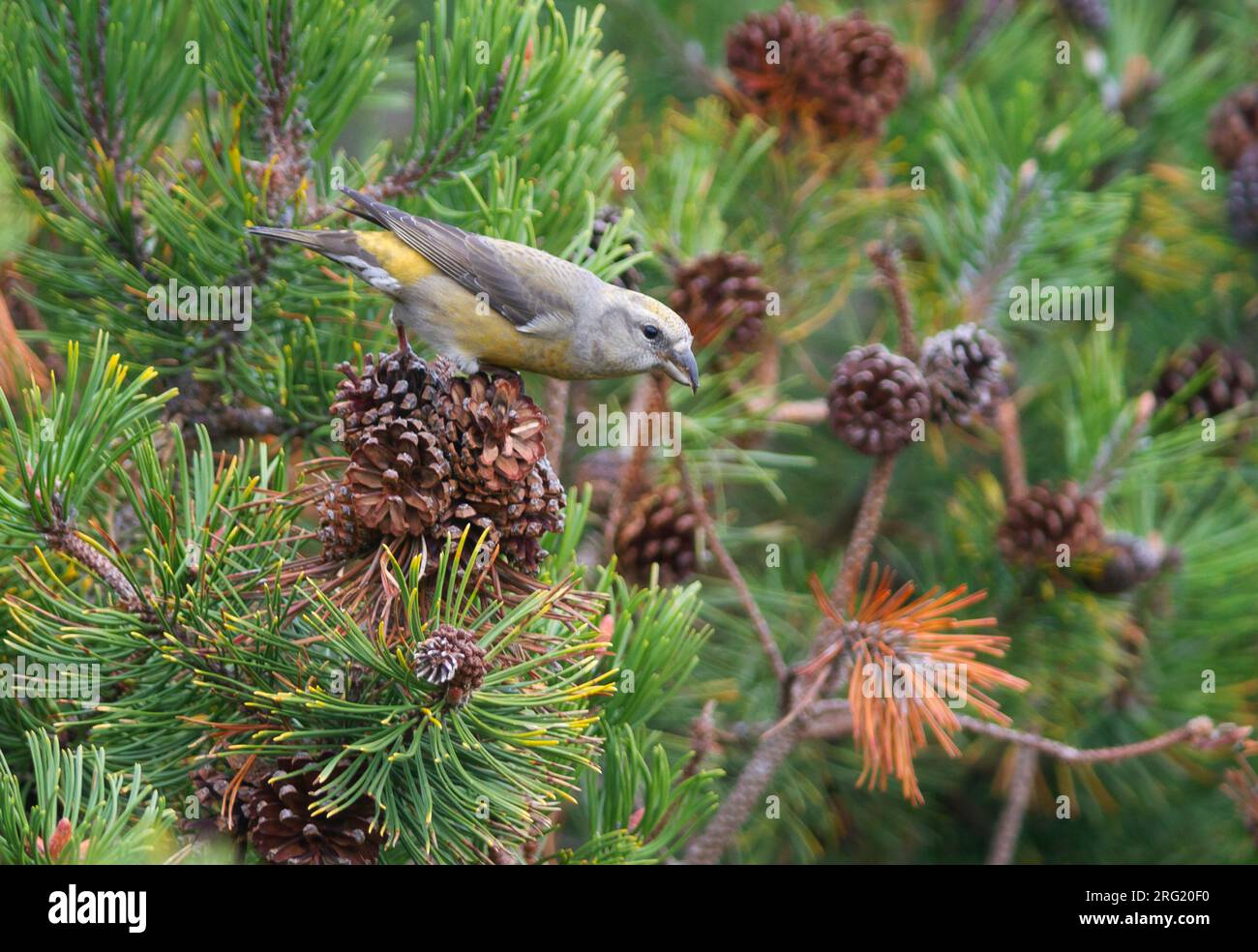Common Crossbill - Fichtenkreuzschnabel - Loxia curvirostra ssp ...
