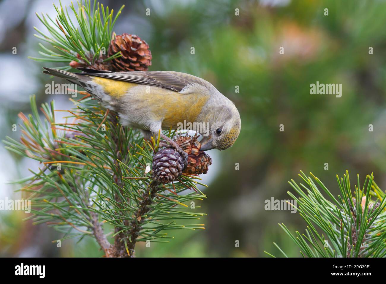 Common Crossbill - Fichtenkreuzschnabel - Loxia curvirostra ssp ...