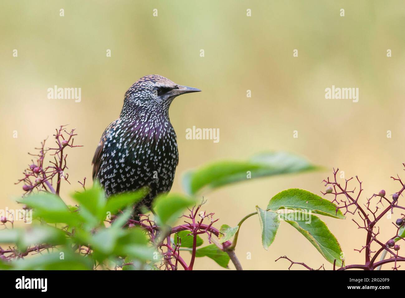 Common Starling - Star - Sturnus vulgaris ssp. vulgaris, Germany, adult ...
