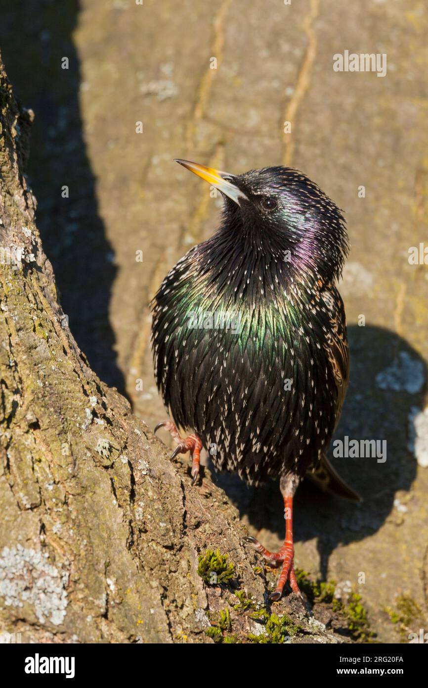 Common Starling - Star - Sturnus vulgaris ssp. vulgaris, Germany, adult ...