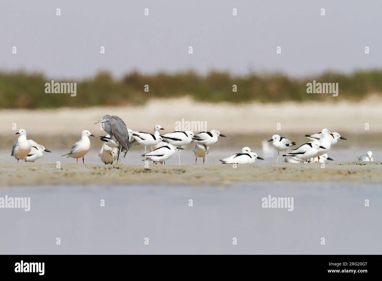 Dromas ardeola oman hi-res stock photography and images - Alamy