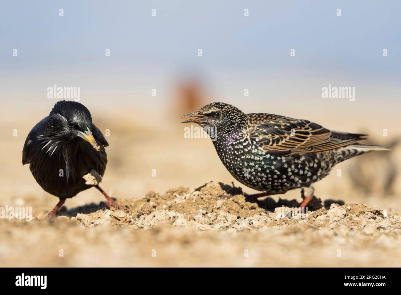Common Starling - Star - Sturnus vulgaris ssp. vulgaris, Spain, with ...