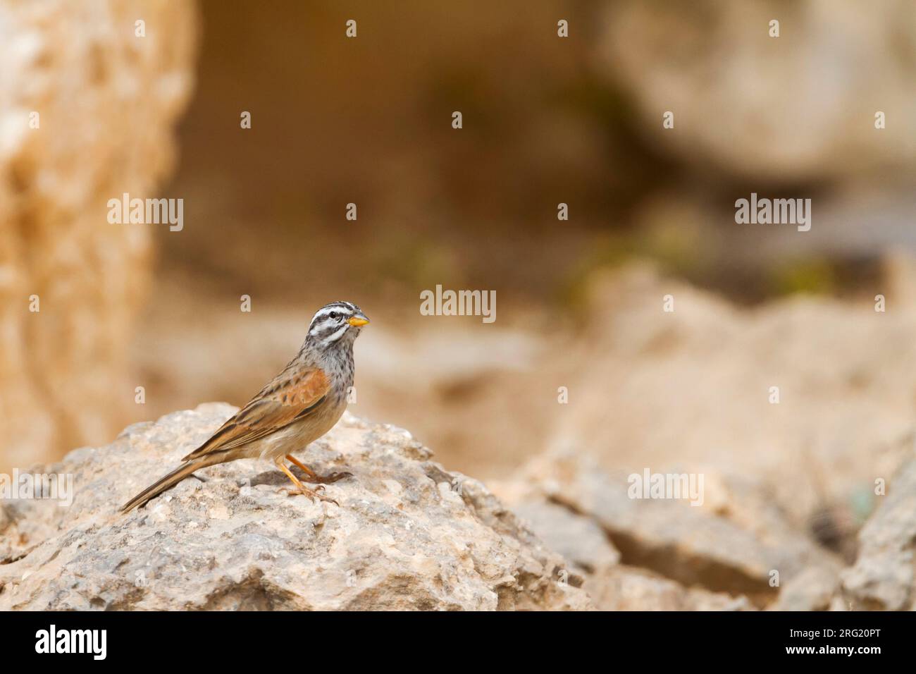 Striolated Bunting - Wüstenammer - Emberiza striolata ssp. striolata ...