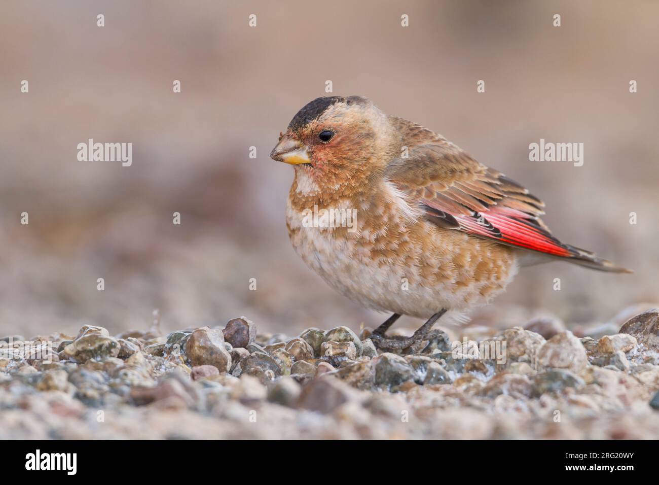 Atlasbergvink, African Crimson-winged Finch Stock Photo - Alamy